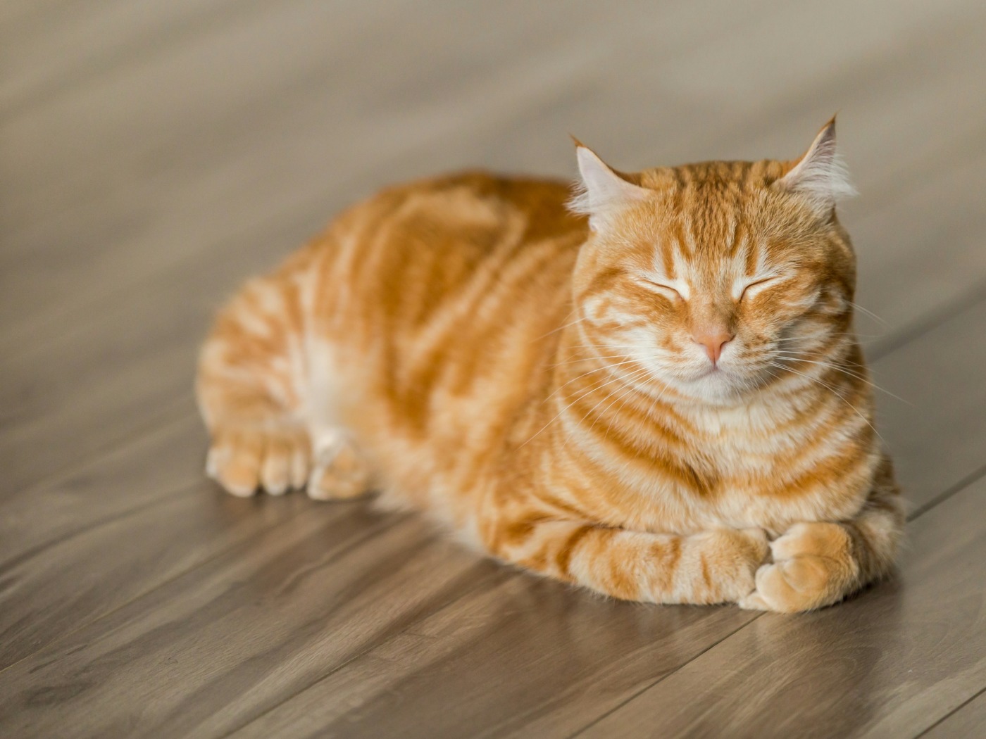 35 frases de gatos para deixar seu status encantador (e fofinho!) - Eu ...